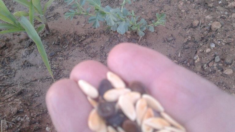 Guía completa: Cuándo y cómo sembrar melones y sandías para obtener una cosecha perfecta ...