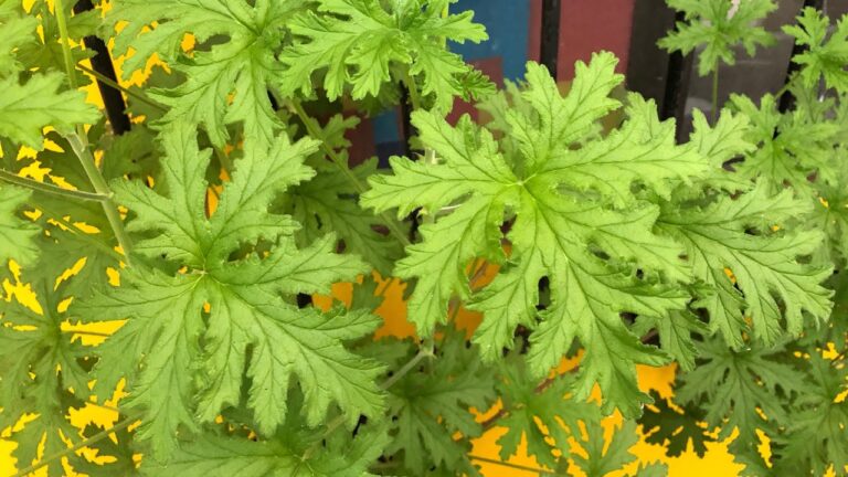 Guía completa: Cómo cuidar la planta de citronela y mantenerla ...