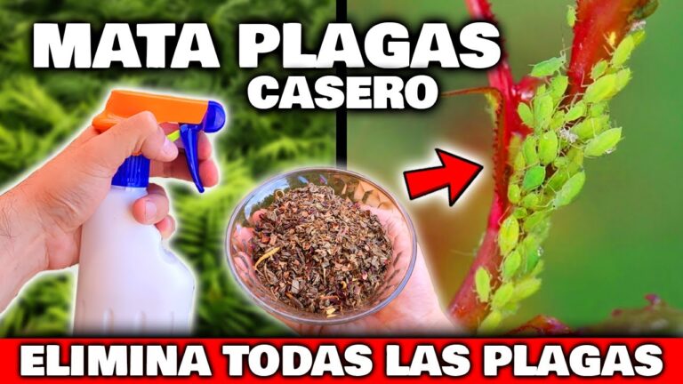Guía completa: Cómo eliminar plagas de las plantas de manera efectiva - Herbie Seeds ...