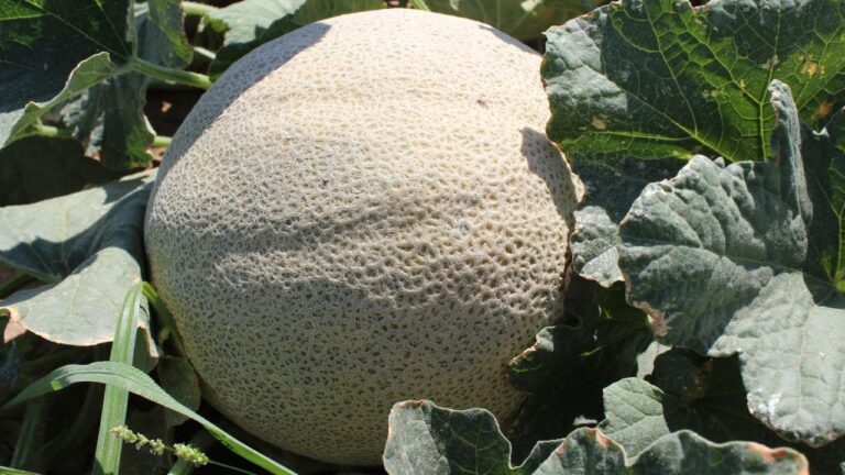 Todo lo que debes saber sobre la planta del melón: características y ...