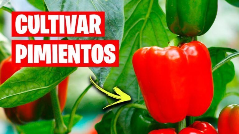 Descubre todo sobre la planta del pimiento: características, cultivo y ...