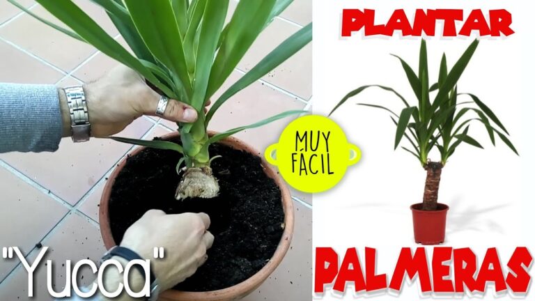 Guía definitiva: Cómo plantar una palmera sin raíz paso a paso - Herbie ...