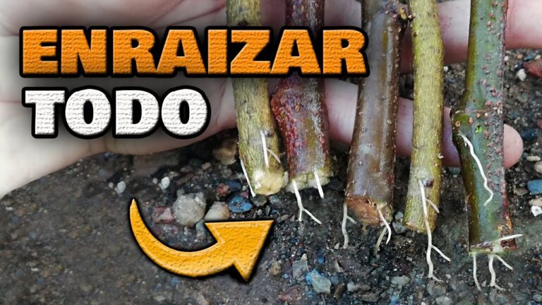 10 formas efectivas de cómo sacar raíces de una planta de manera ...
