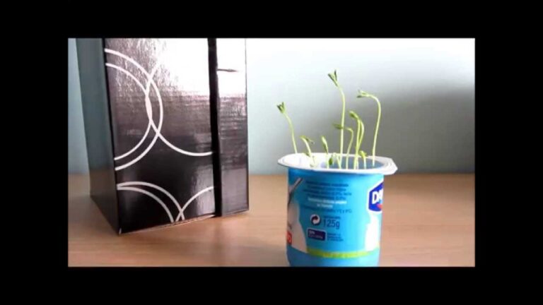 Tutorial: Cómo realizar un experimento de planta con luz y sin luz paso ...