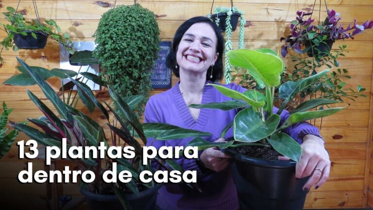 Conoce las mejores plantas de sombra para tener dentro de casa: Guía ...