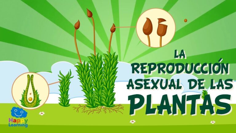 Todo lo que necesitas saber sobre la reproducción sexual y asexual de ...