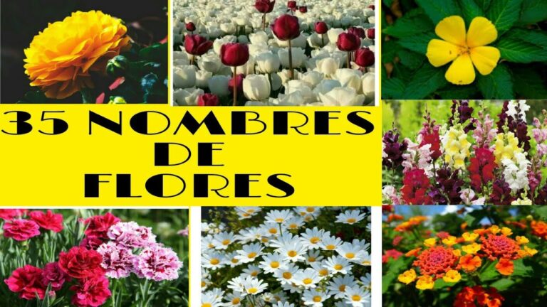 Descubre una lista increíble: ¡100 nombres de flores en español que te ...