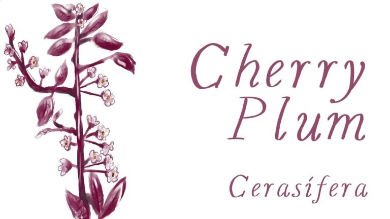 Descubre las propiedades curativas de las flores de Bach Cherry Plum ...