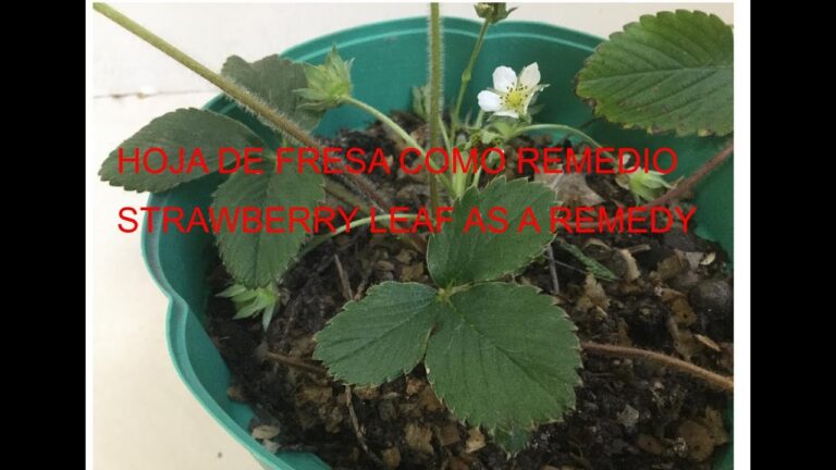 Descubre todo sobre las hojas de la fresa: forma, color y funciones ...