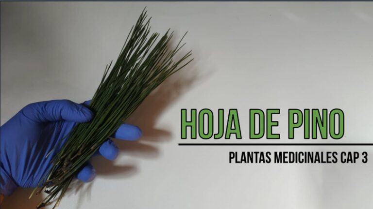 Descubre todo sobre las hojas de un pino: características y ...