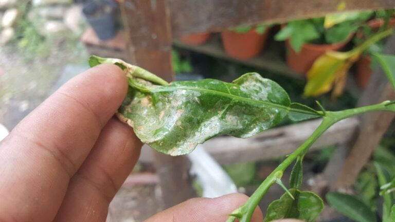 Guía completa sobre enfermedades en las hojas de los naranjos: Causas, síntomas y tratamientos ...