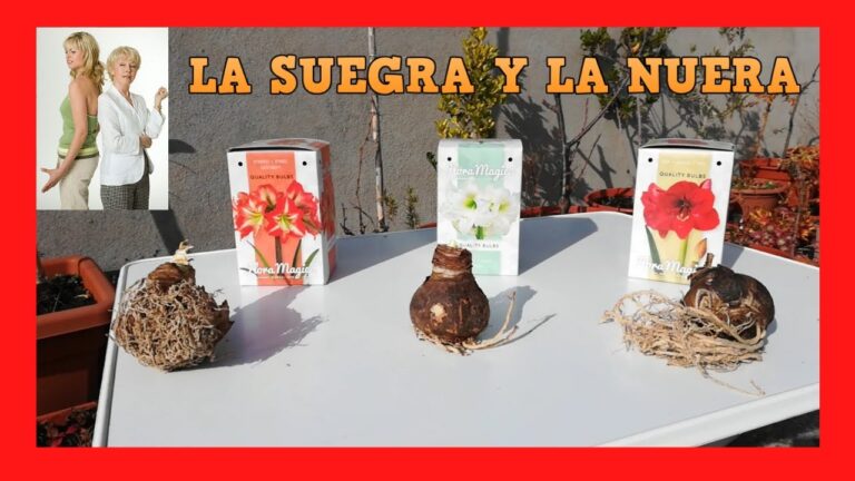 Descubre todo sobre la flor de la suegra y la nuera: Origen, cuidados y más - Herbie Seeds ...