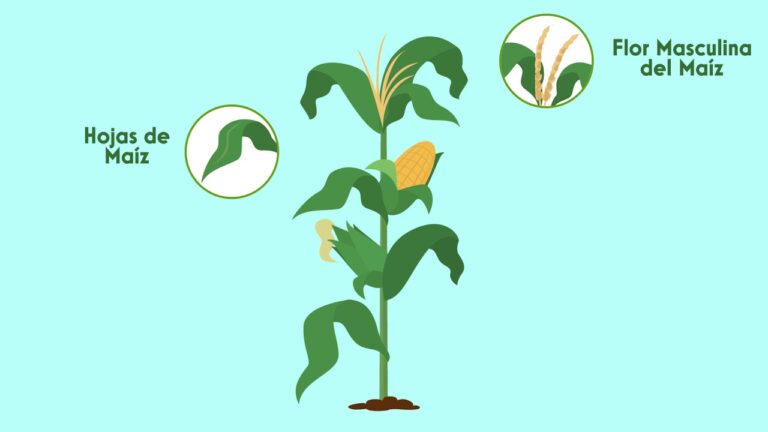 Descubre las partes de la planta de maíz: todo lo que debes saber ...