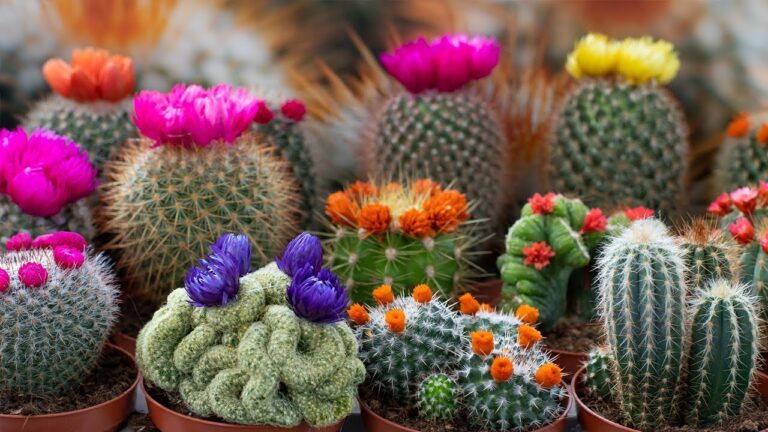 Descubre los 10 tipos de cactus con flores más hermosos y sus nombres ...