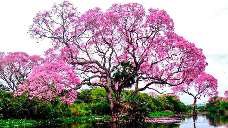 Descubre el árbol más bonito del mundo: Un tesoro natural que debes ...