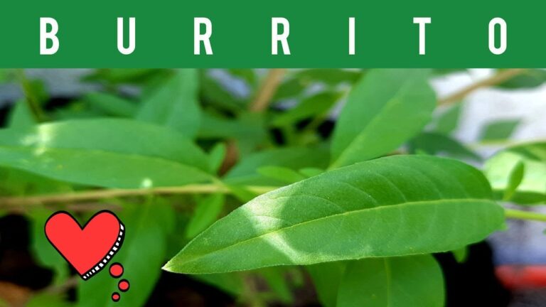 Descubre los increíbles beneficios de la hierba de burro y para qué ...